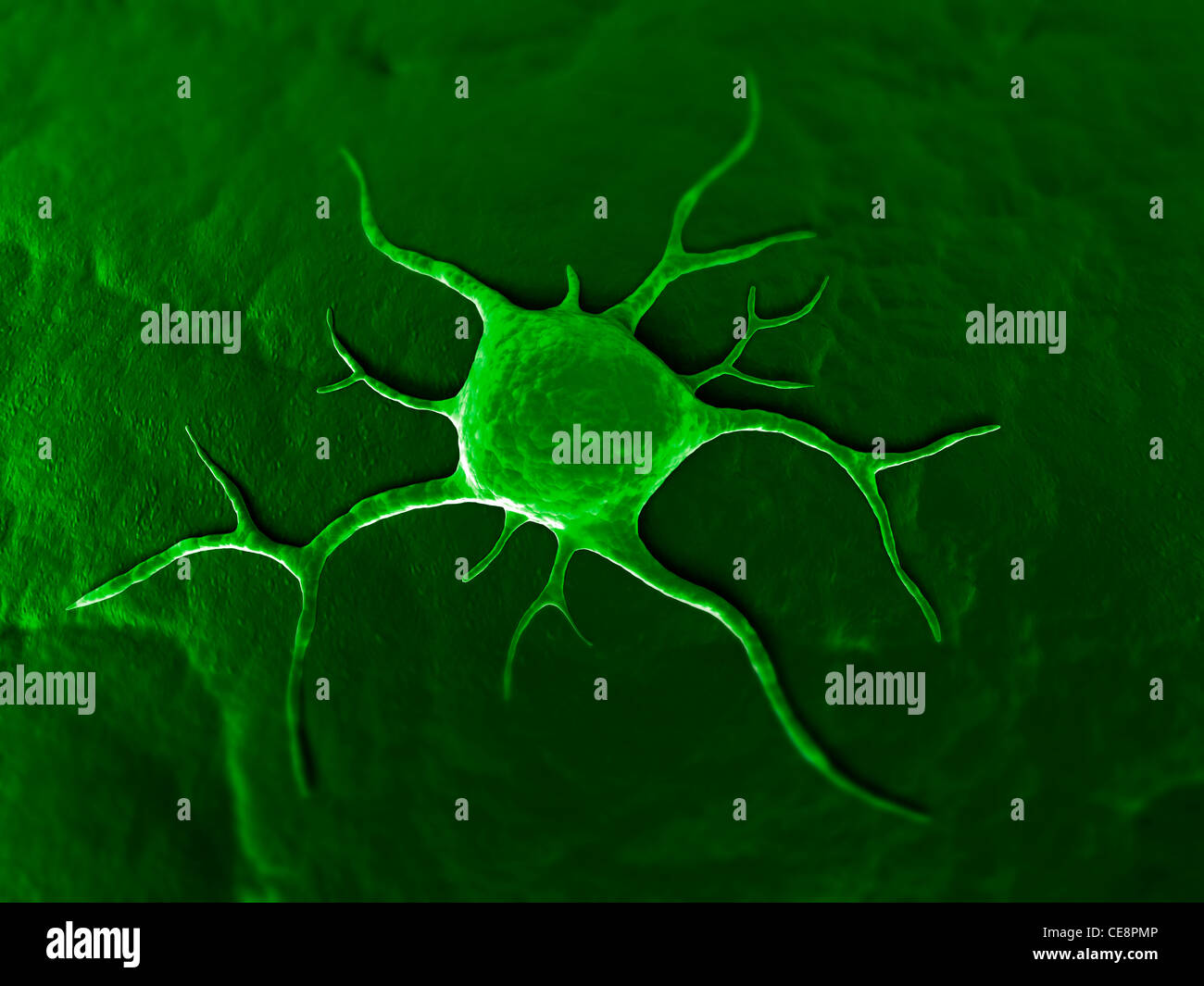 Cytoplasmic projections hi-res stock photography and images - Alamy