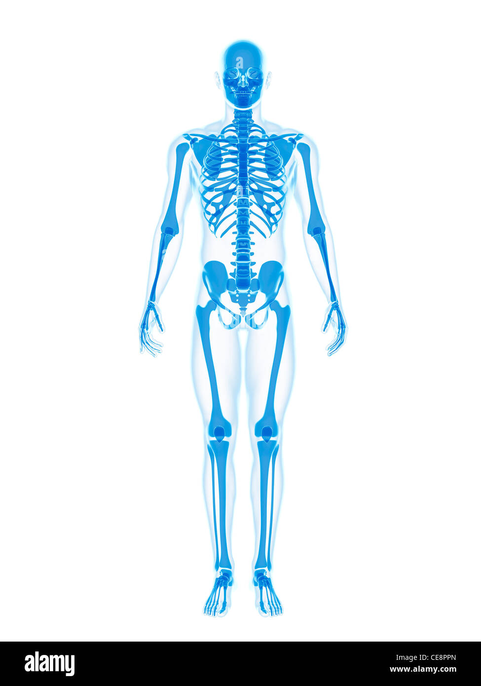 Human skeleton, computer artwork Stock Photo - Alamy