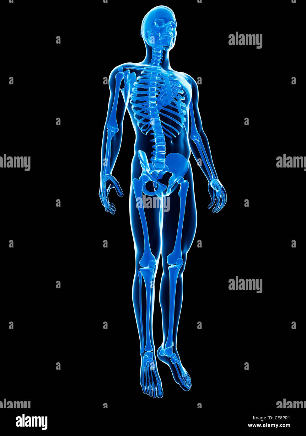 Human skeleton, computer artwork Stock Photo - Alamy