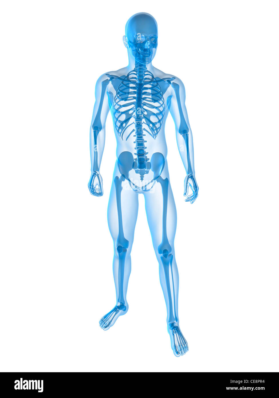 Human skeleton, computer artwork Stock Photo - Alamy