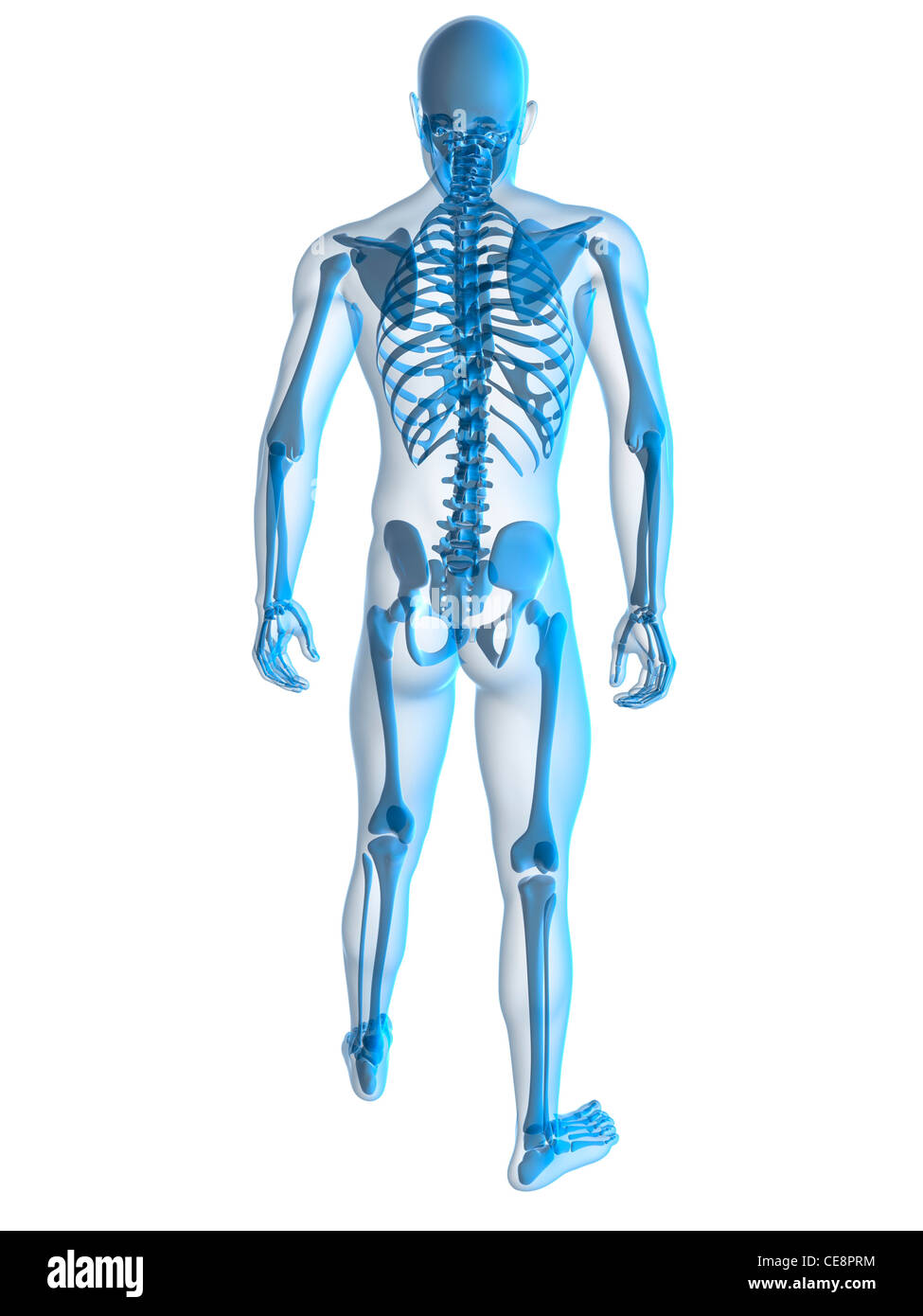 Human skeleton, computer artwork Stock Photo - Alamy