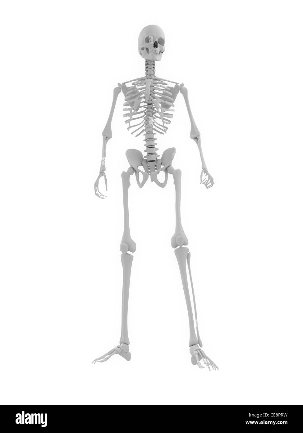 Human skeleton, computer artwork Stock Photo - Alamy