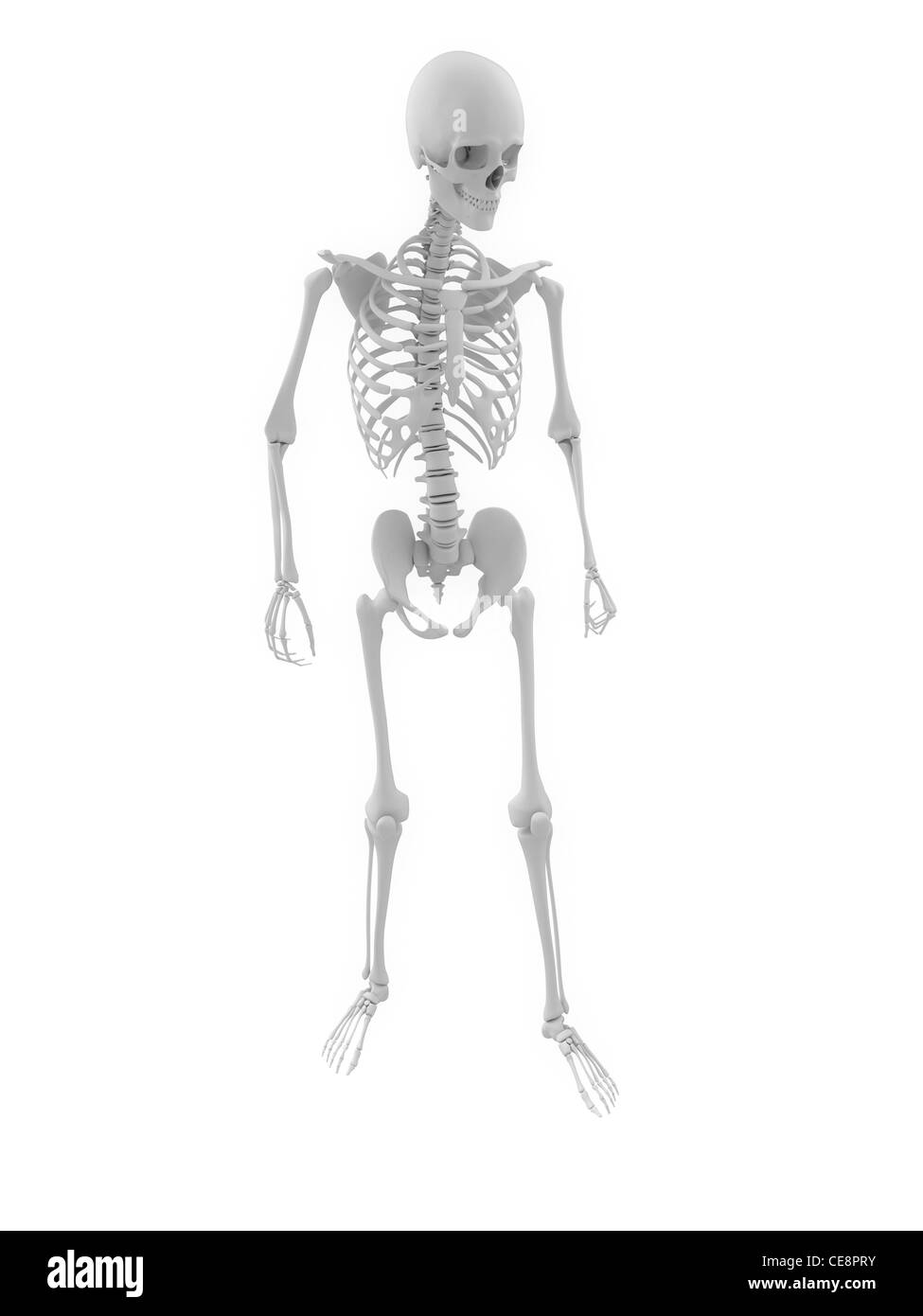 Human skeleton, computer artwork Stock Photo - Alamy