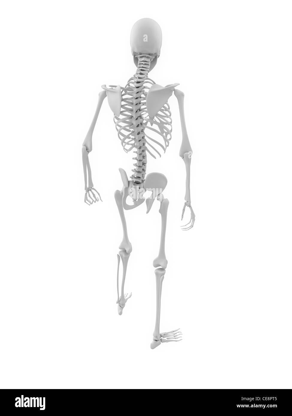Human skeleton, computer artwork Stock Photo - Alamy