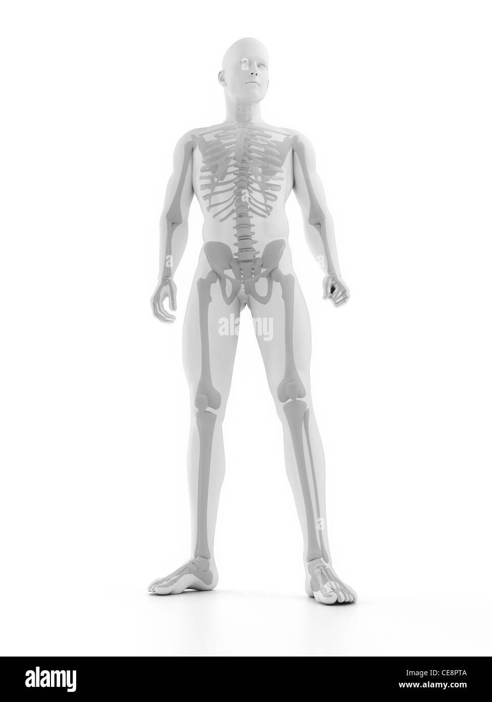 Skeleton portrait Black and White Stock Photos & Images - Alamy