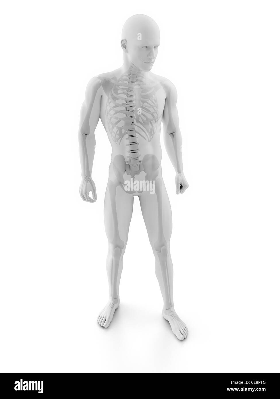 Male skeleton, computer artwork Stock Photo - Alamy