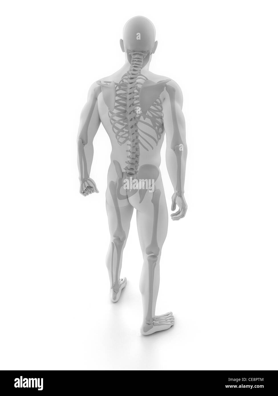 Male skeleton, computer artwork Stock Photo - Alamy