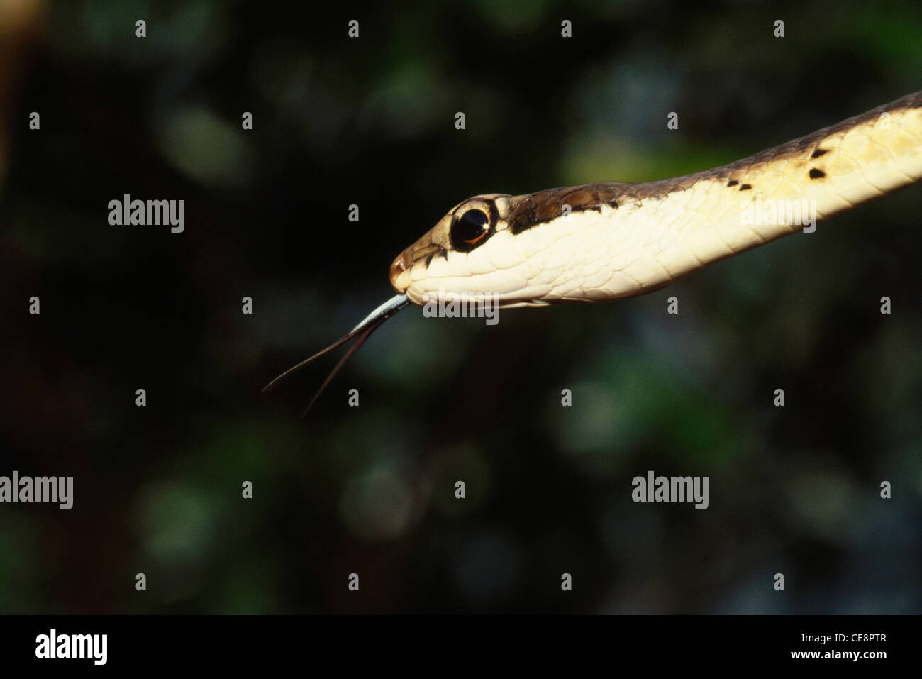 Reptiles , Snakes , Non venomous, Bronze back tree snake , Dendrelaphis ...