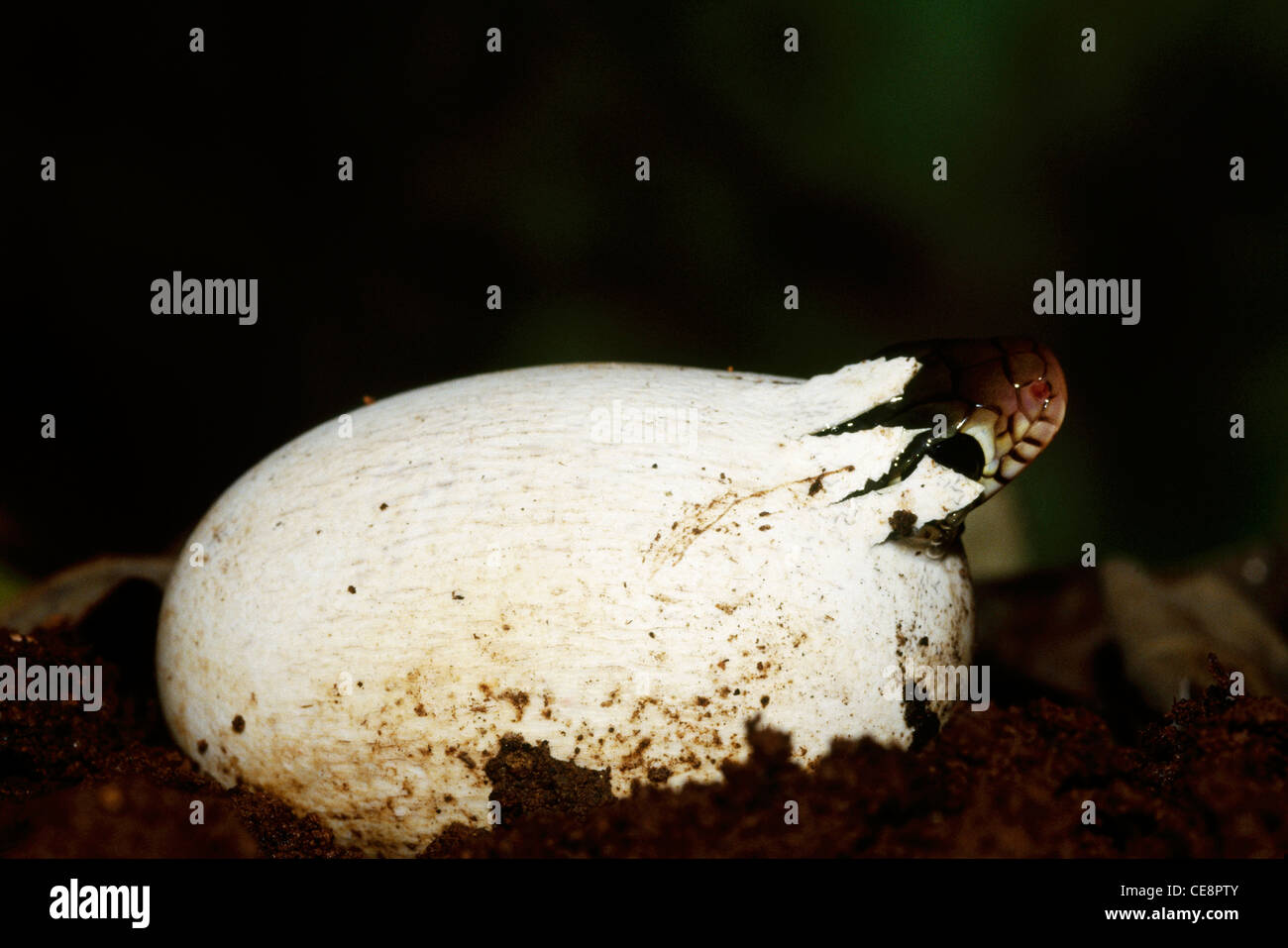 Reptiles , Snakes , Indian , Rat Snake hatching , Ptyas mucosa ...