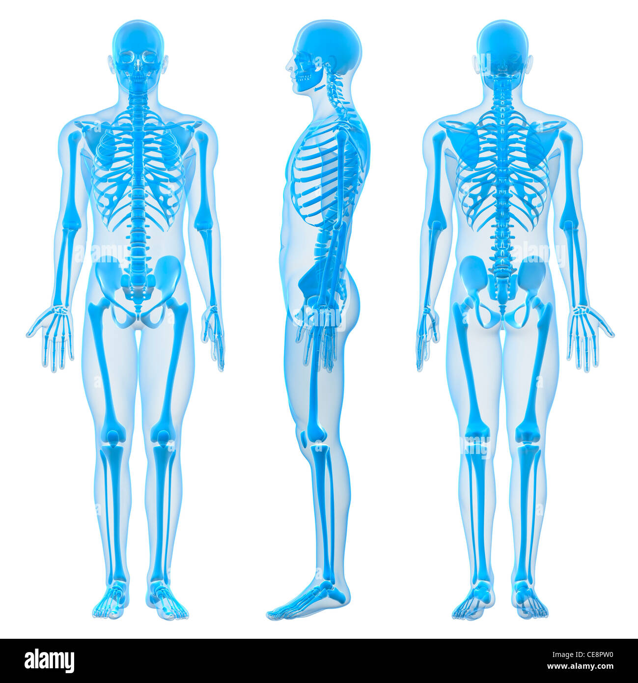 Side view skeletons Cut Out Stock Images & Pictures - Alamy