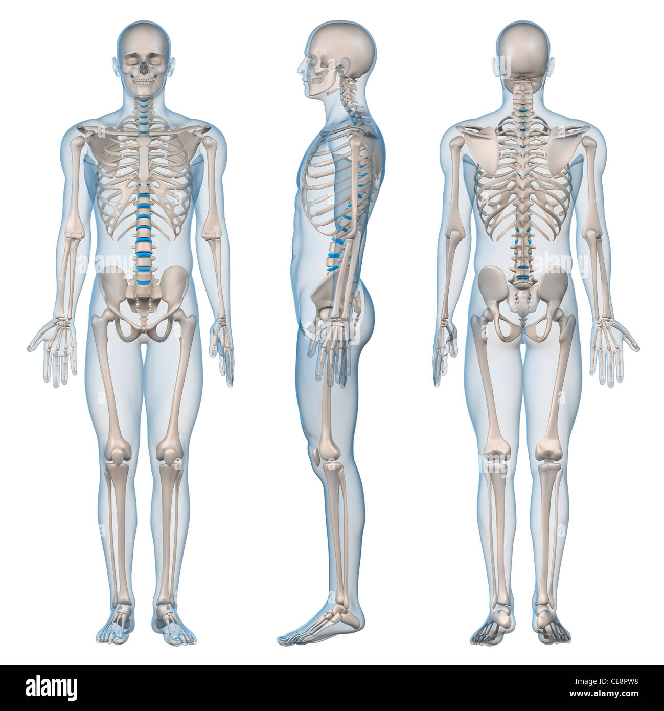 Male skeleton, computer artwork Stock Photo - Alamy