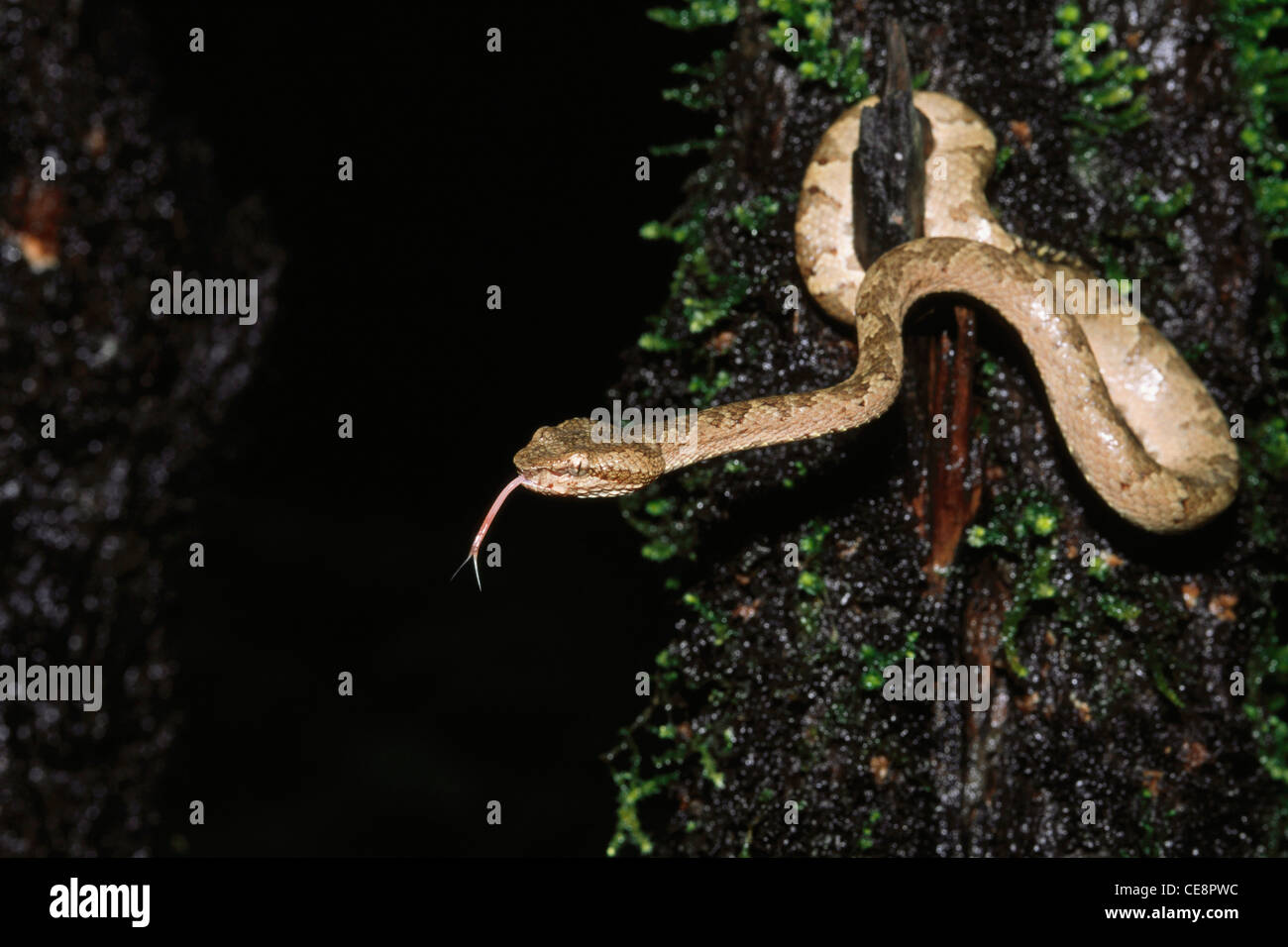 Reptiles , Snakes , Trimeresurus malabaricus , Malabar pit viper ...