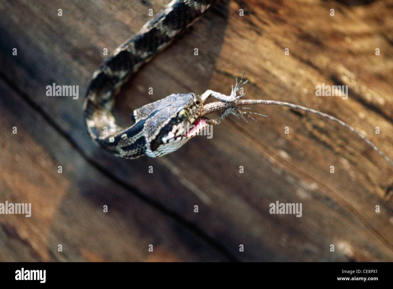 Reptiles , Forsten's cat snake , eating Lizard , Boiga forsteni , india ...