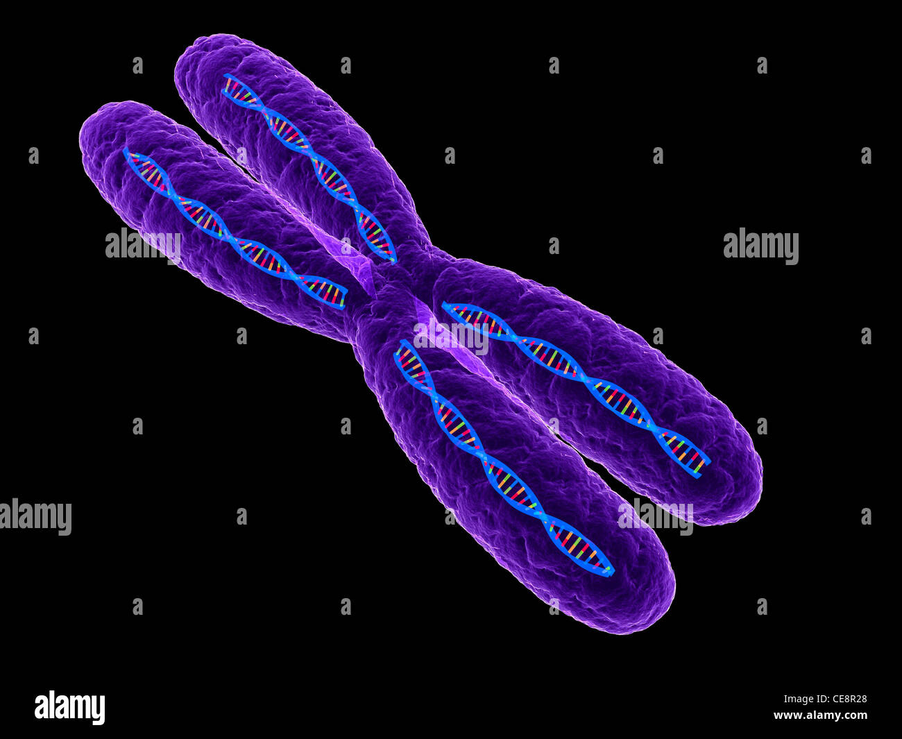 Chromosome, computer artwork Stock Photo - Alamy