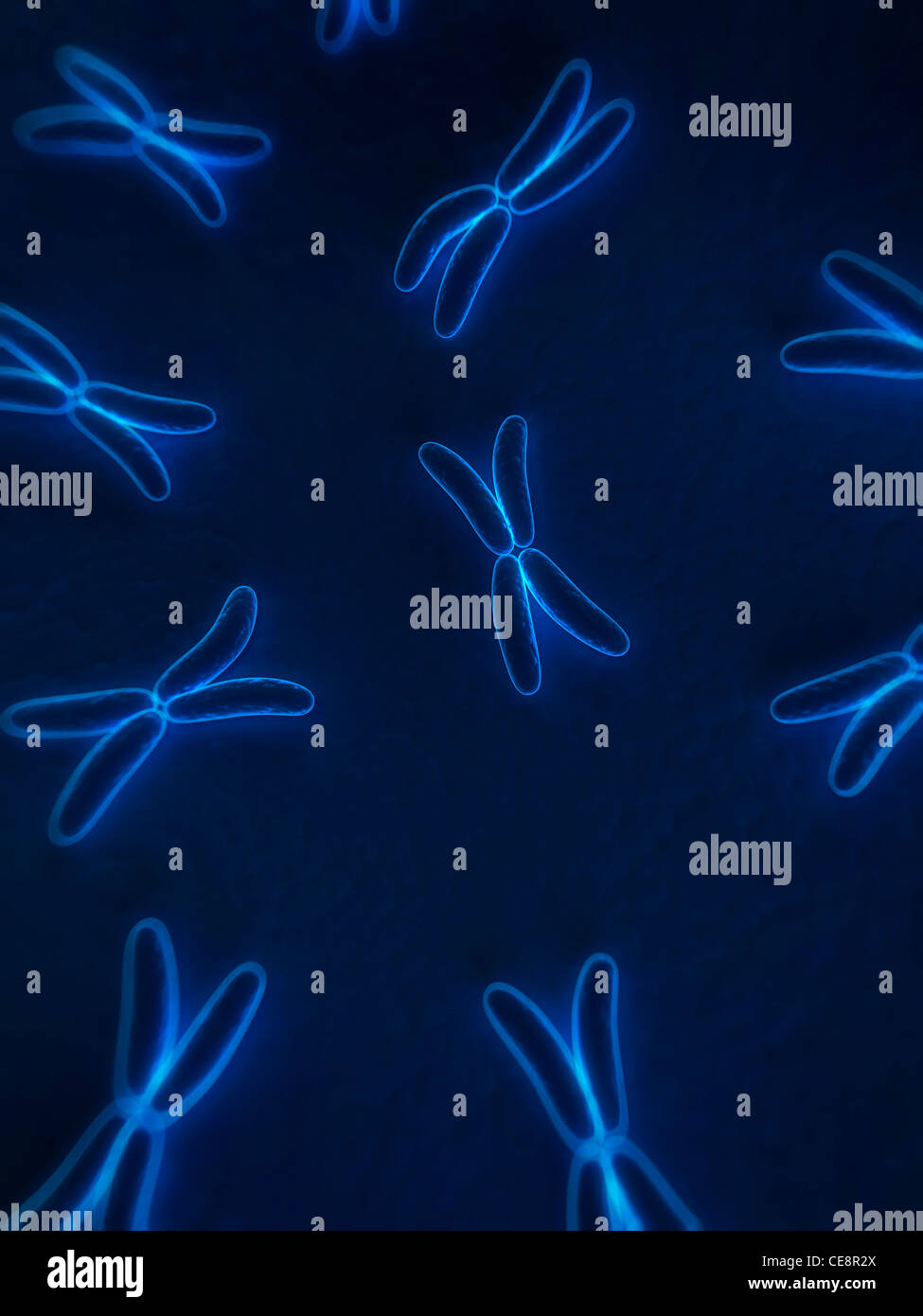 Chromosomes, computer artwork Stock Photo - Alamy