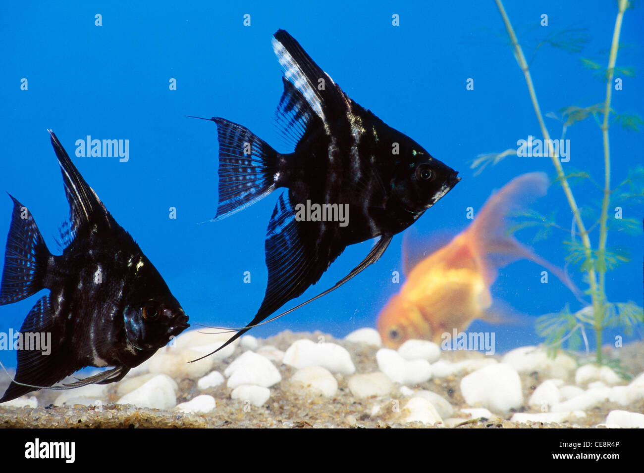 two black fishes in aquarium Stock Photo - Alamy