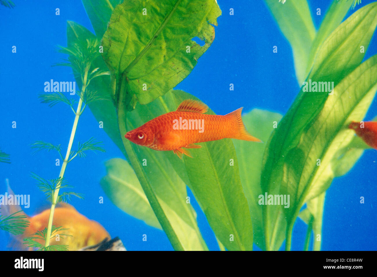 gold fish in aquarium Stock Photo - Alamy