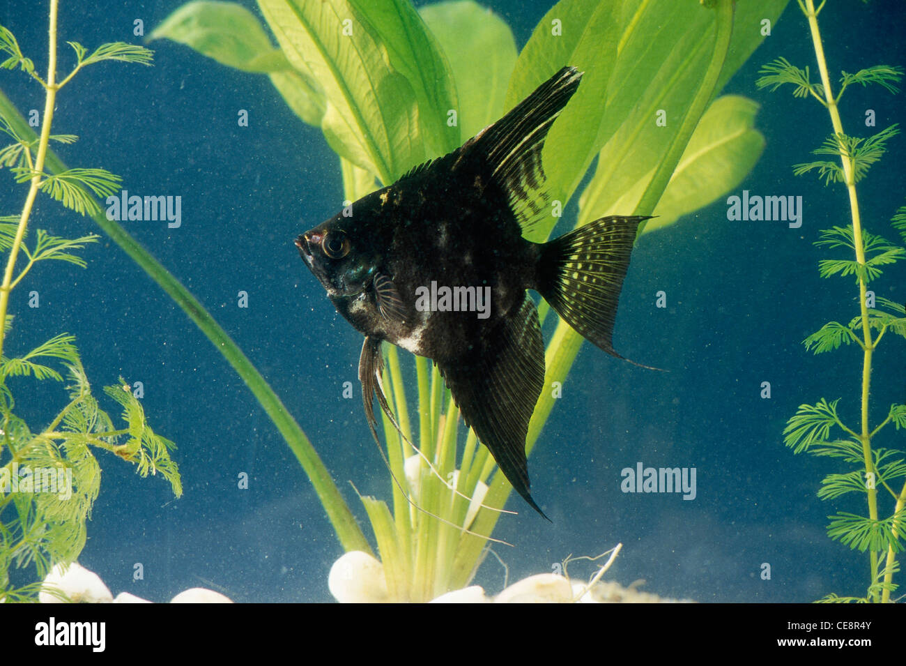 black fish in aquarium Stock Photo - Alamy