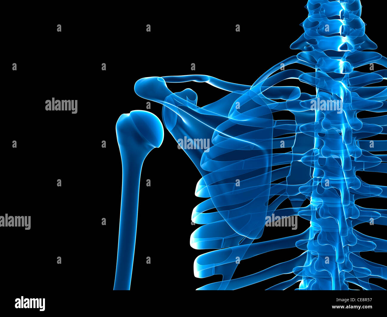 Shoulder bones, computer artwork Stock Photo - Alamy