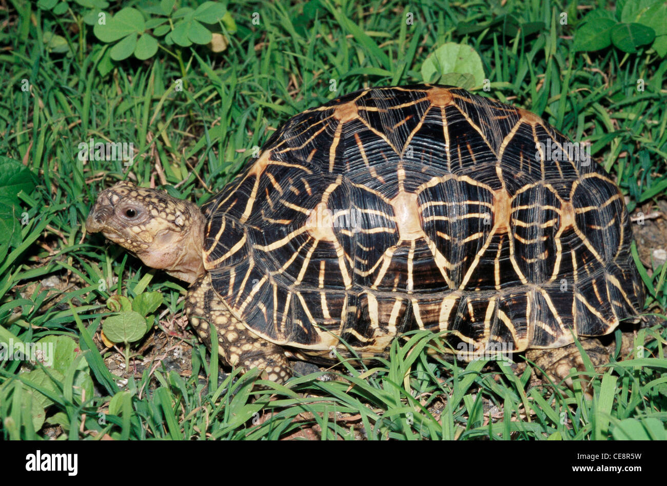 Geochelone Elegans High Resolution Stock Photography and Images - Alamy