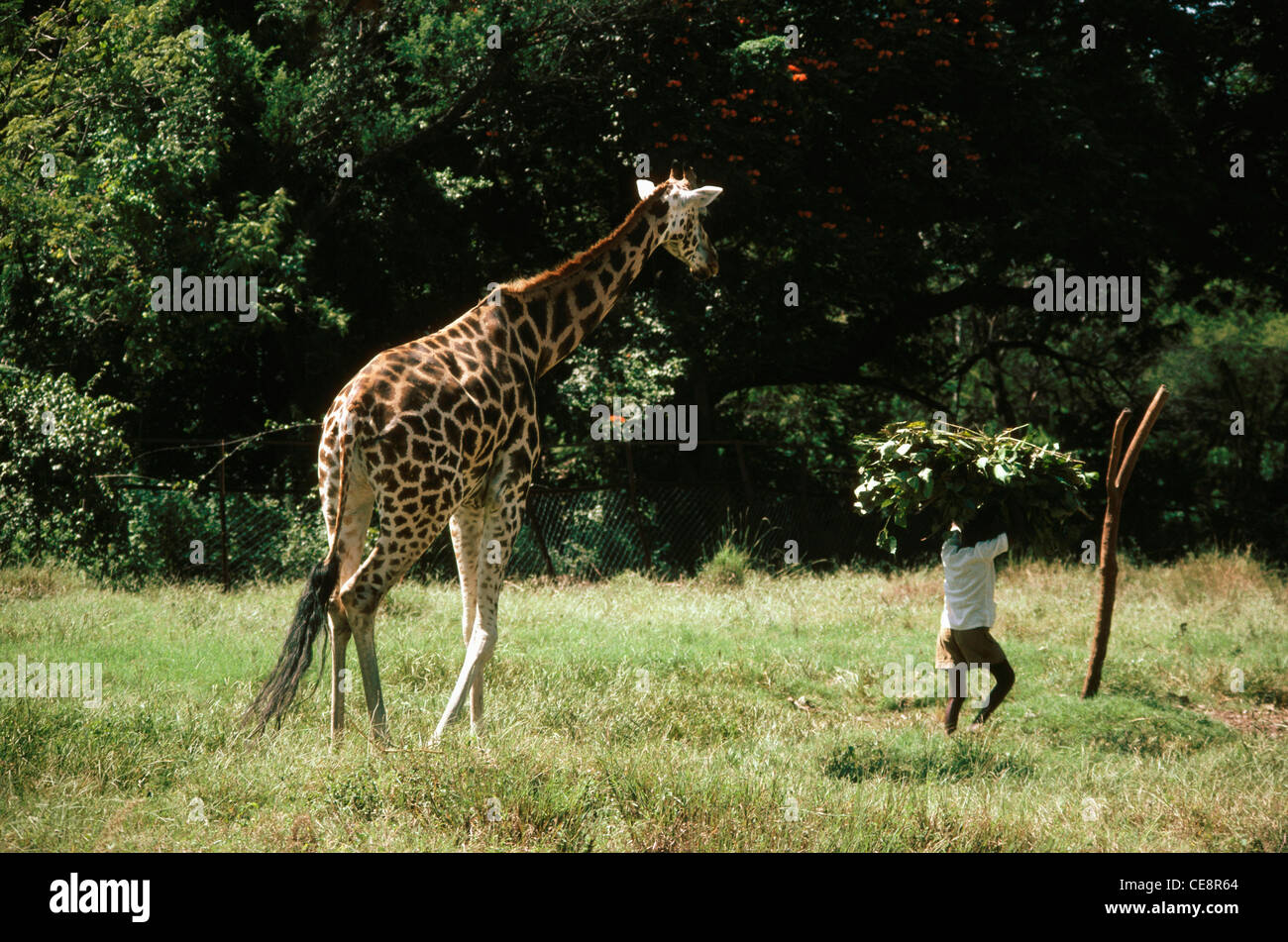 Giraffe following man carrying food leaves in Nehru Zoological Park ...