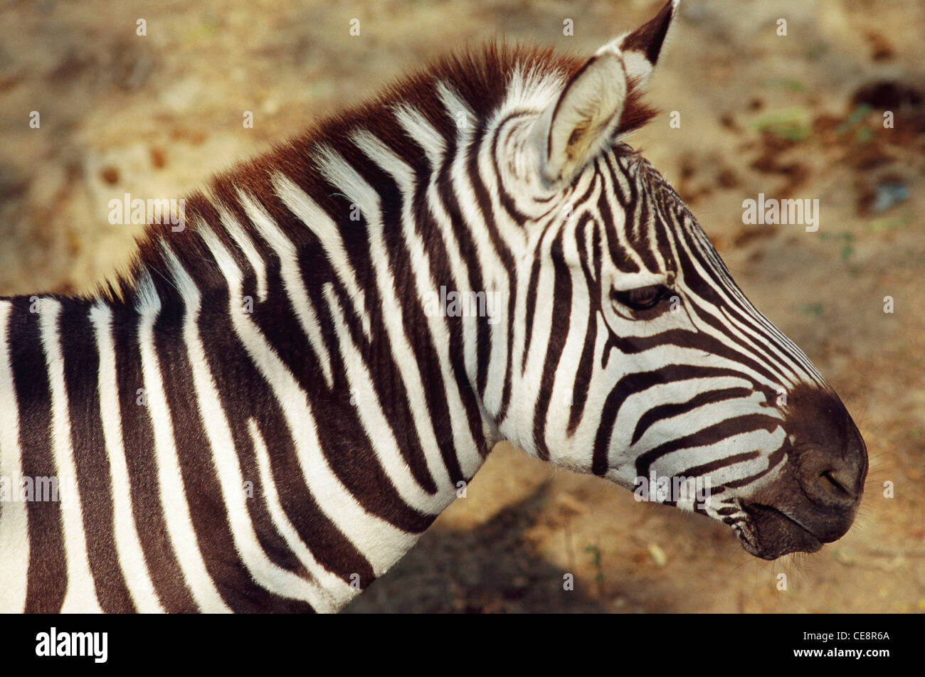 Coats shape hi-res stock photography and images - Alamy