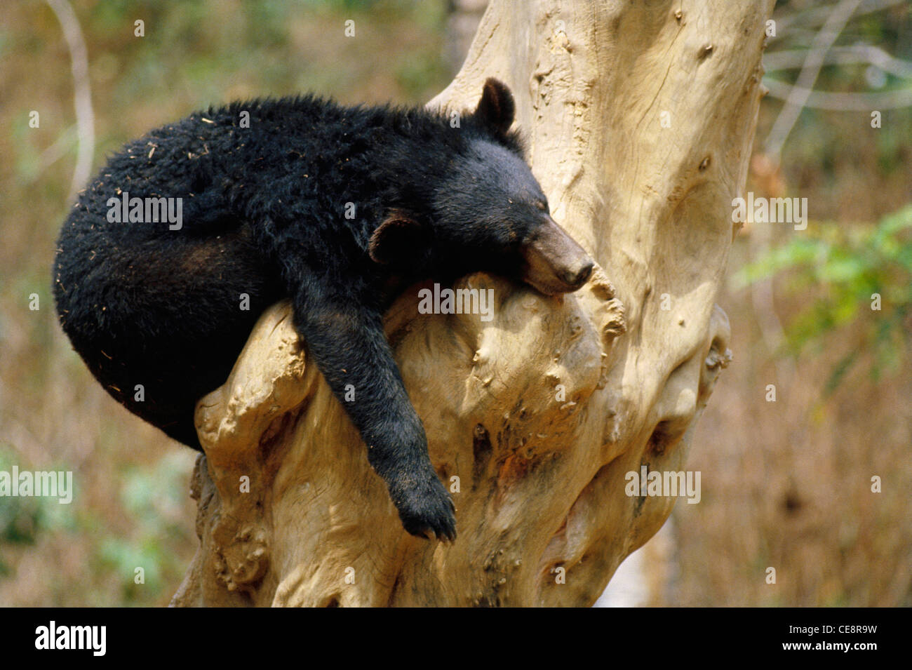 Ursus thibetanus tree hi-res stock photography and images - Alamy
