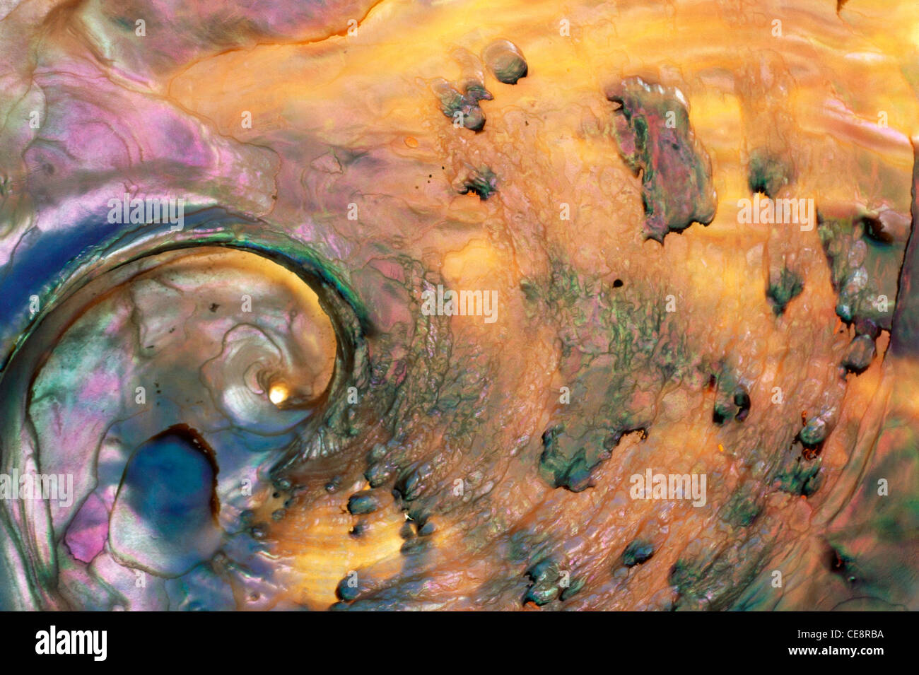 Seashell cosmos hi-res stock photography and images - Alamy