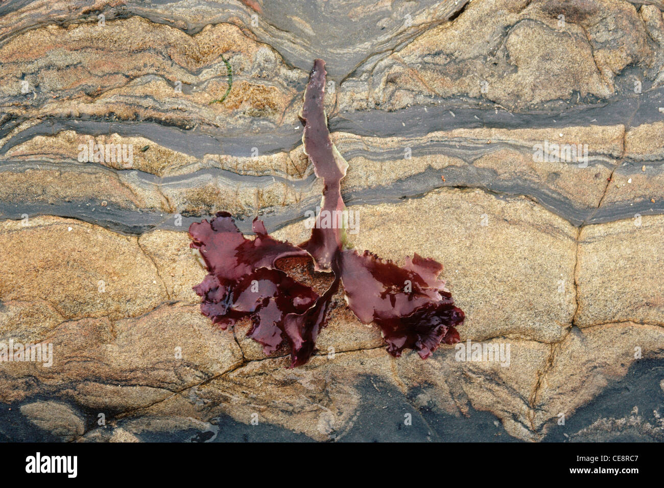 AMA 80656 : flower fossil Point Lobos , The Artist Supreme , U.S.A ...