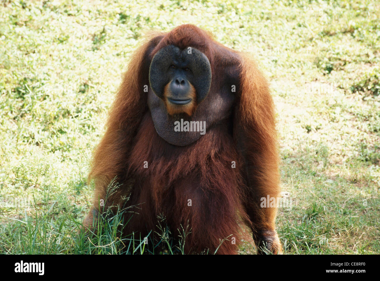 Old orangutan zoo hi-res stock photography and images - Alamy