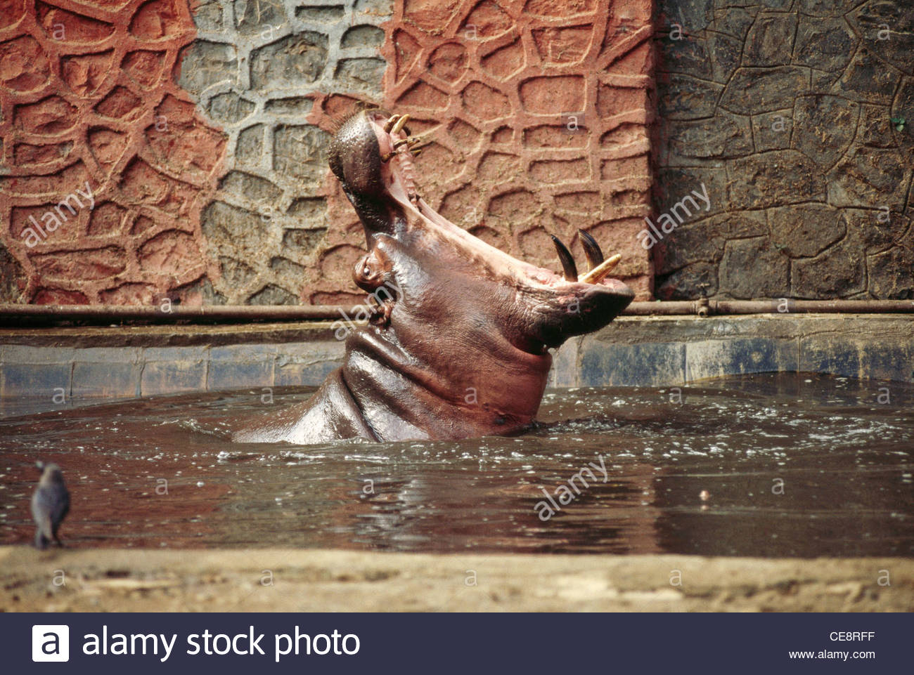 Indian Hippopotamus Stock Photos & Indian Hippopotamus Stock Images - Alamy