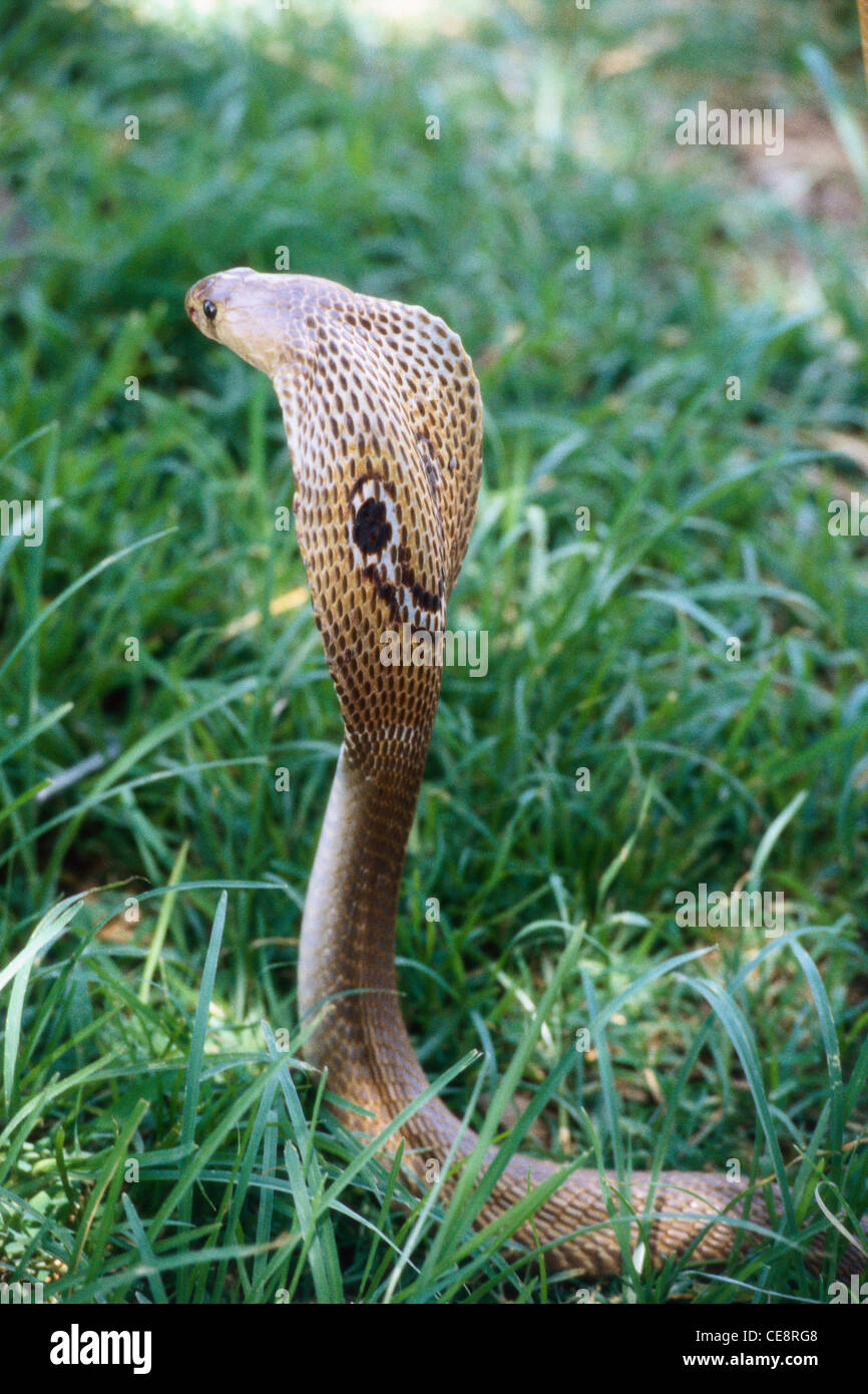 King Cobra with hood open ; Naga panchami festival of snake ; Nag cobra ...