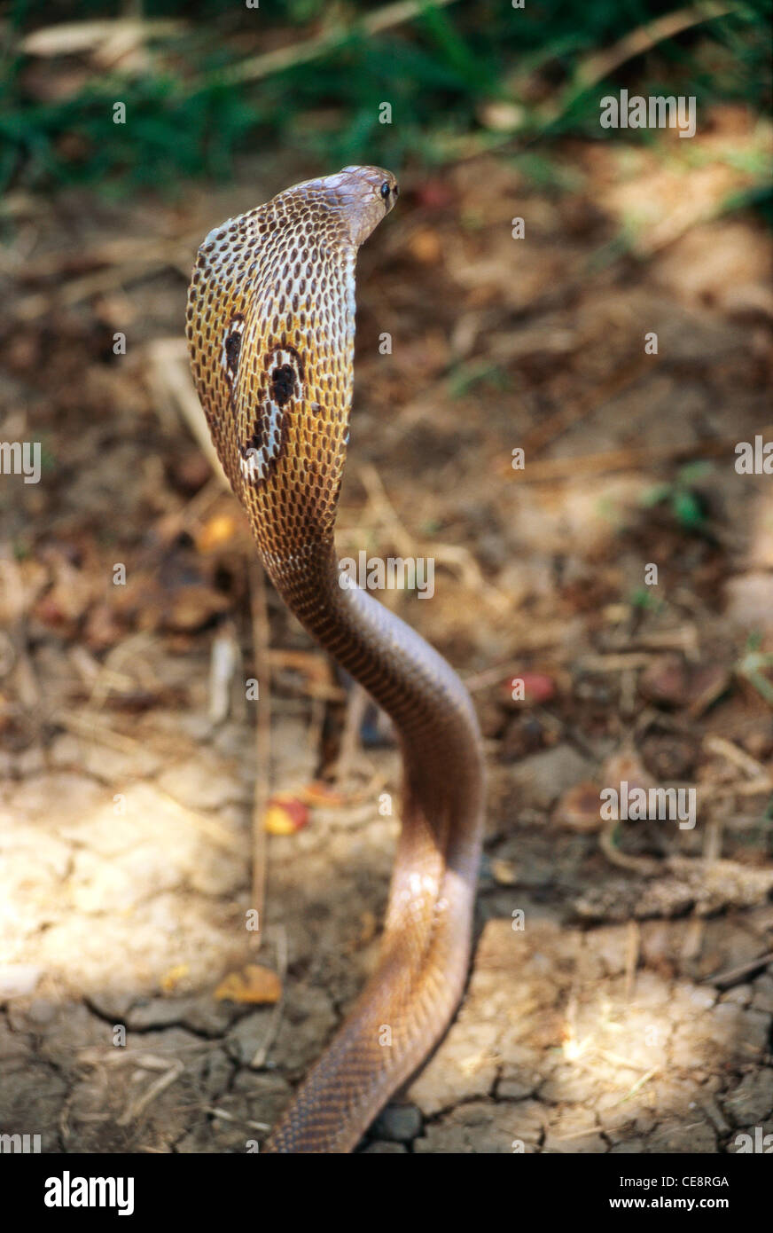 King cobra snake hood open hi-res stock photography and images - Alamy