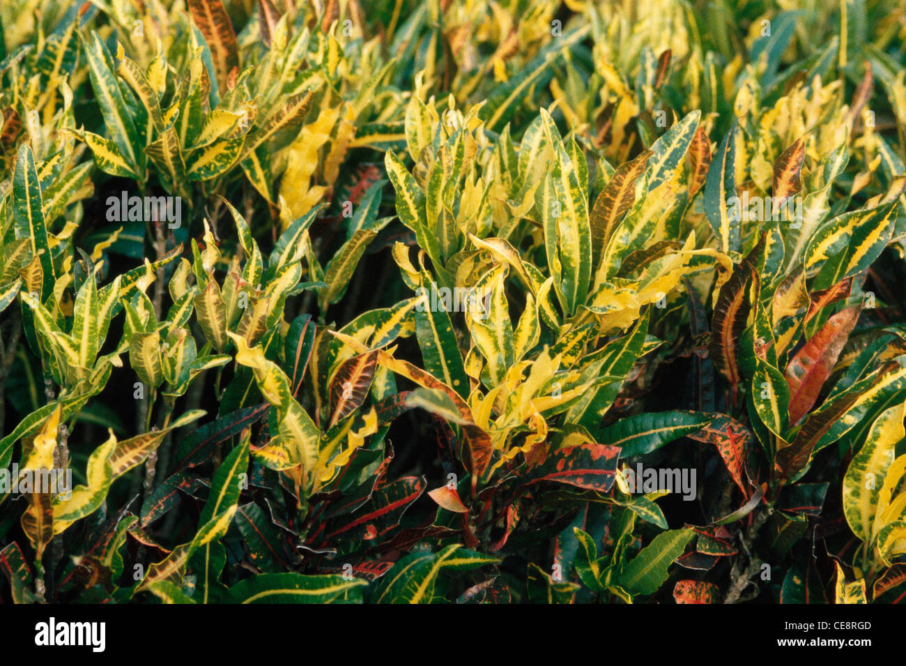 Croton plant , Codiaeum variegatum , perennial evergreen shrub , India ...