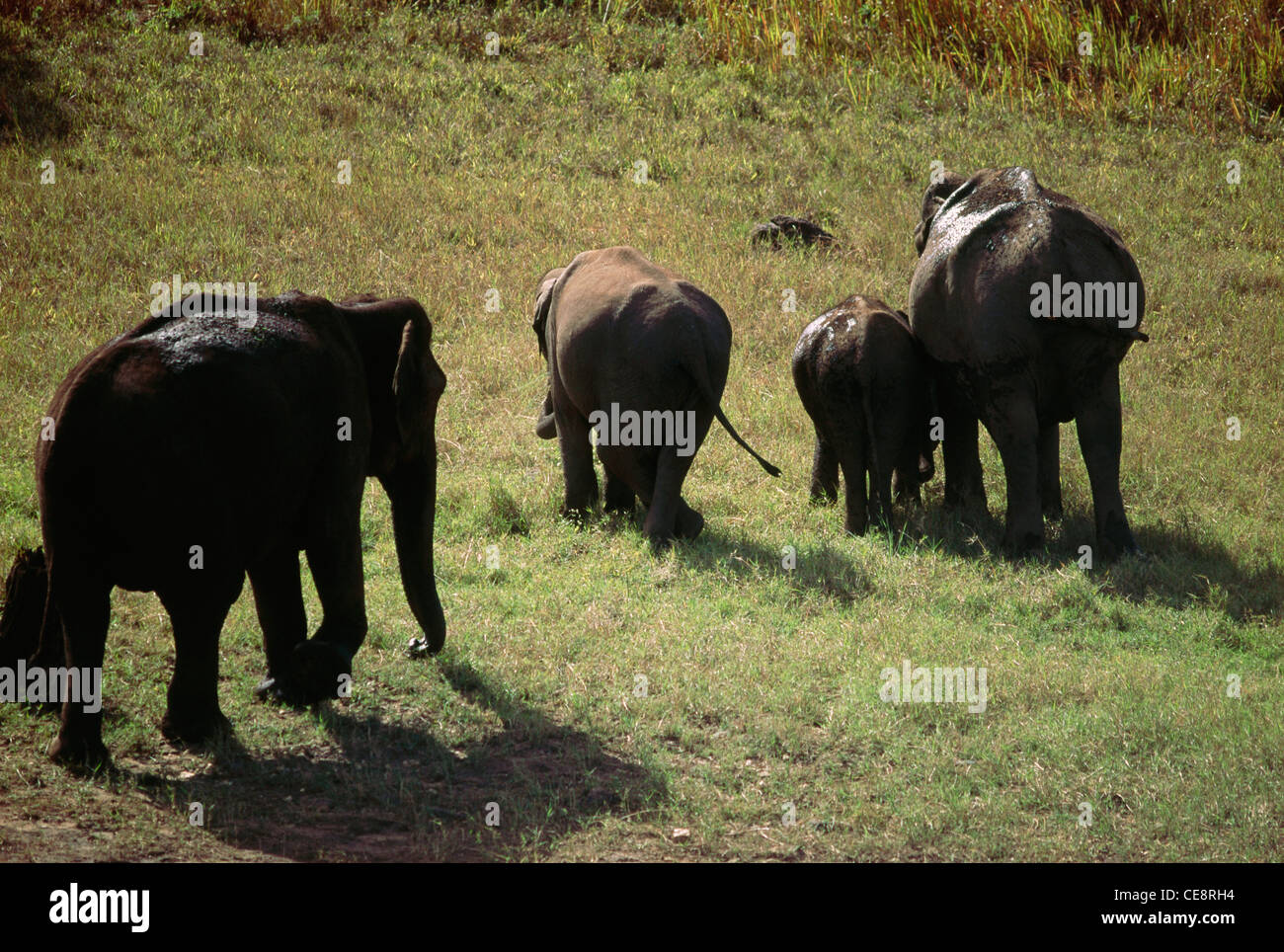 Periyar national park elephant hi-res stock photography and images - Alamy