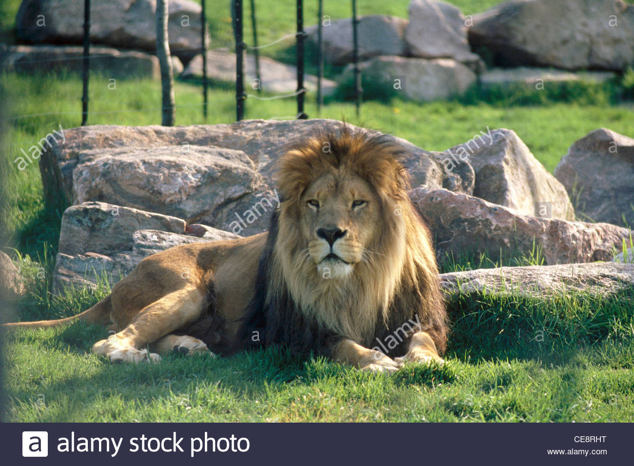 Seated Lion High Resolution Stock Photography and Images - Alamy
