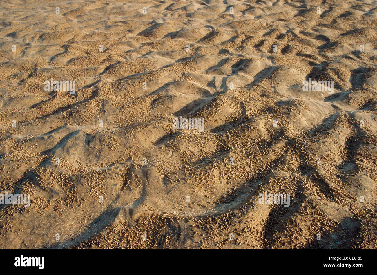 Insect sand pattern on the beach , Bombay , mumbai , maharashtra ...
