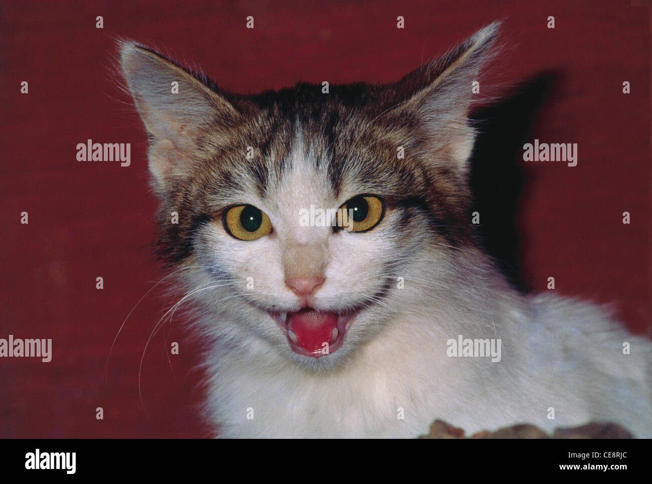 Cat looking at camera Stock Photo - Alamy