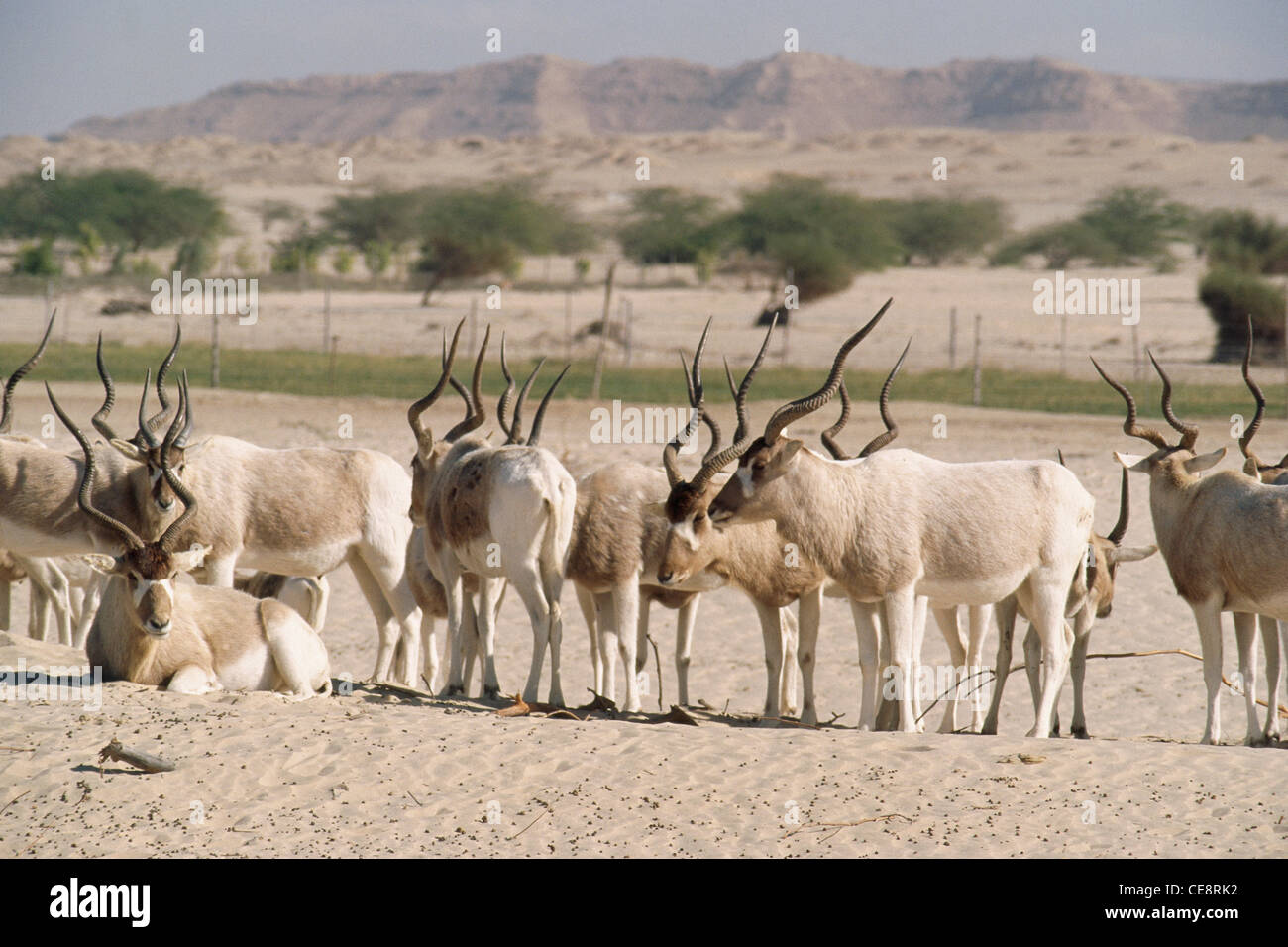 Sand Gazelle, Wildlife in Bahrain , Middle East Stock Photo - Alamy