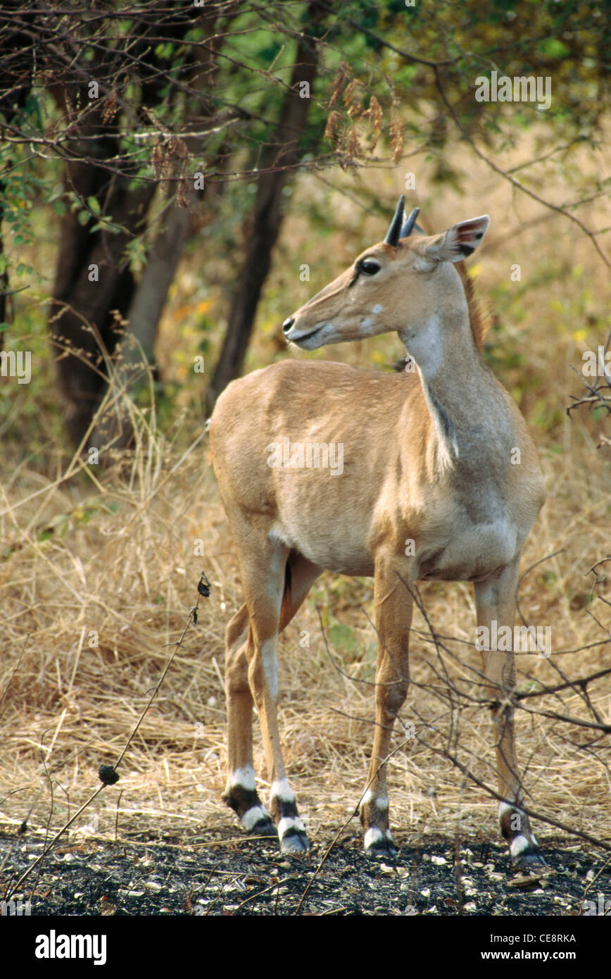 Female Nilgai , blue bull , Asian antelope , Boselaphus tragocamelus ...
