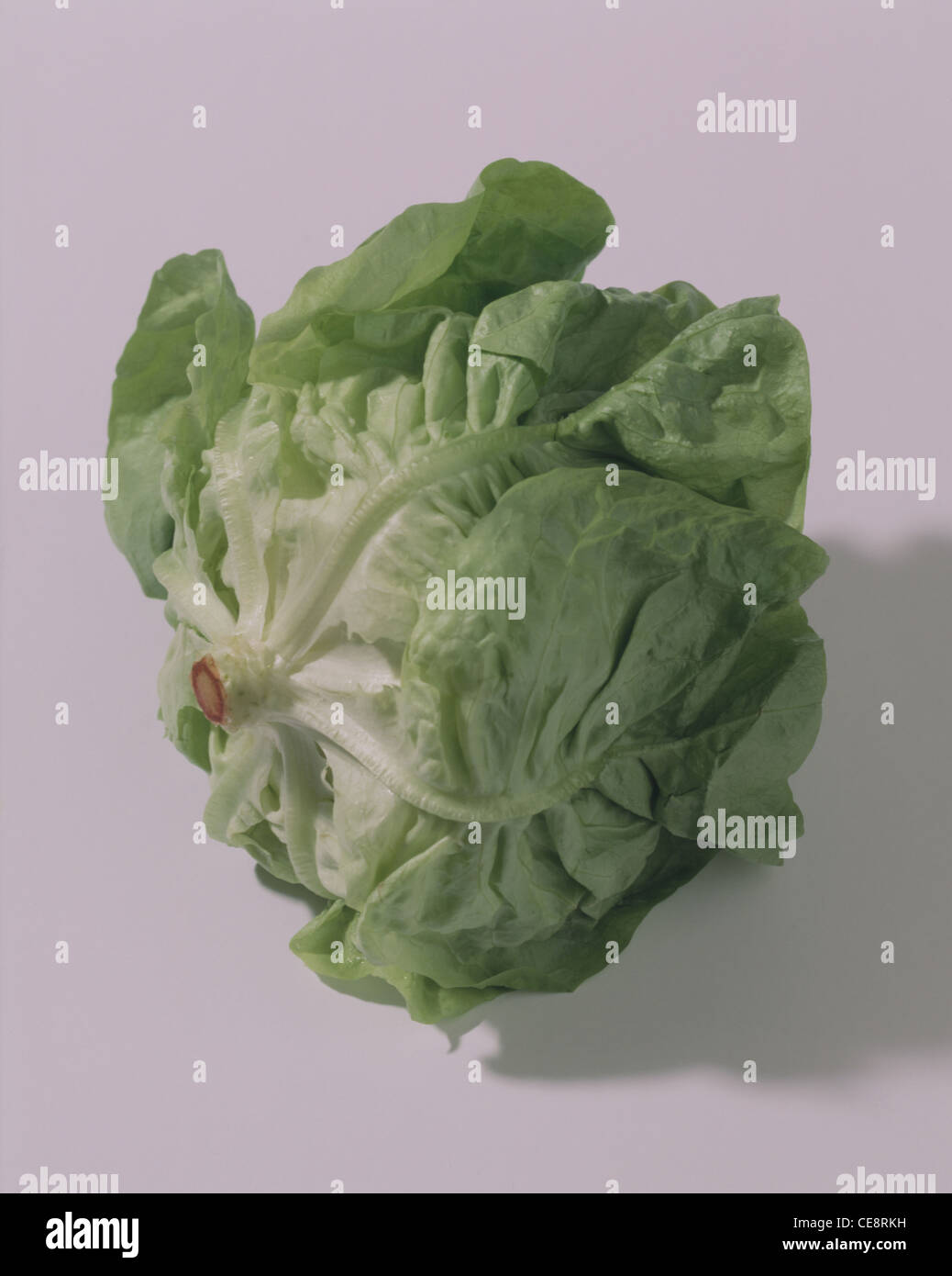 Cut out: Lettuce Stock Photo - Alamy