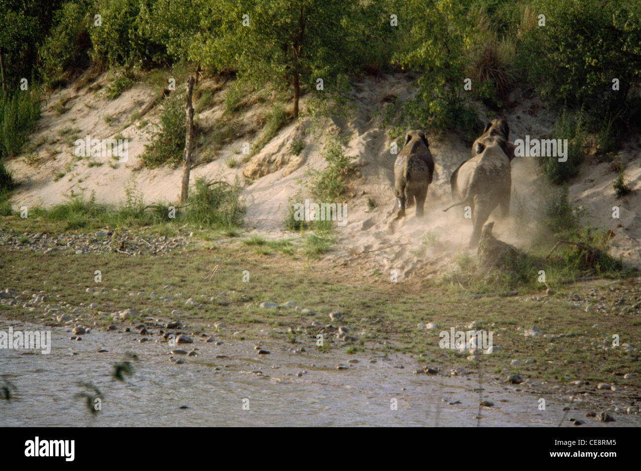 Elephants and birds hi-res stock photography and images - Alamy