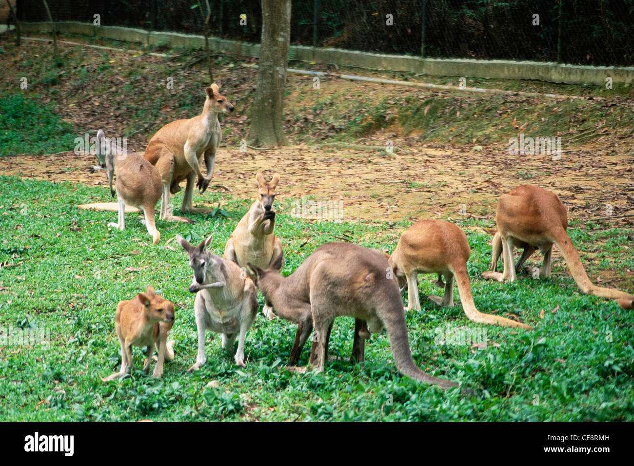 Kangaroo , Australian at Singapore zoo Stock Photo - Alamy