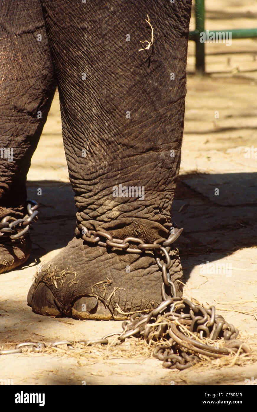 Chained Elephant , Elephas maximus , Bannarghatta National Park ...