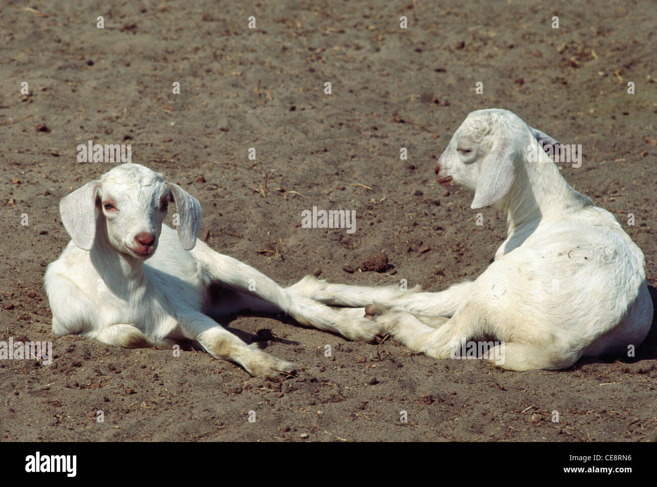 two white goats sitting , Kochi , Cochin , Kerala , india , asia Stock ...