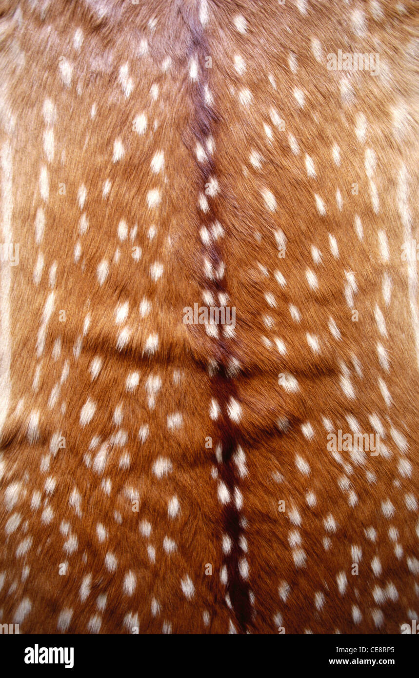 Chital or spotted deer skin ; Axis axis ; Palace , Bhuj , Kutch ...