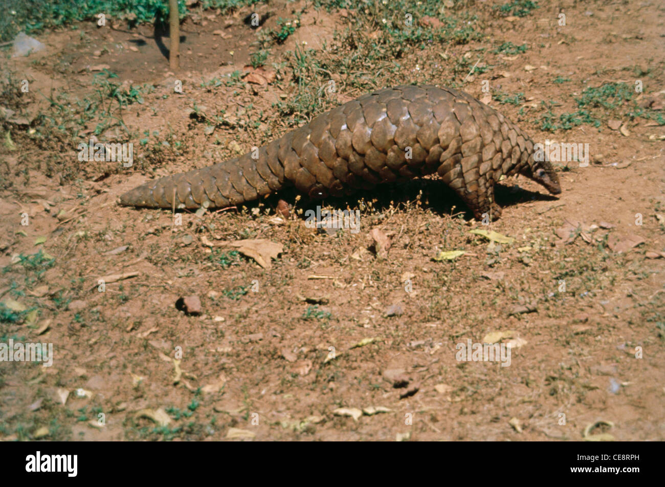 Indian pangolin , thick tailed pangolin , scaly anteater , pangolin ...