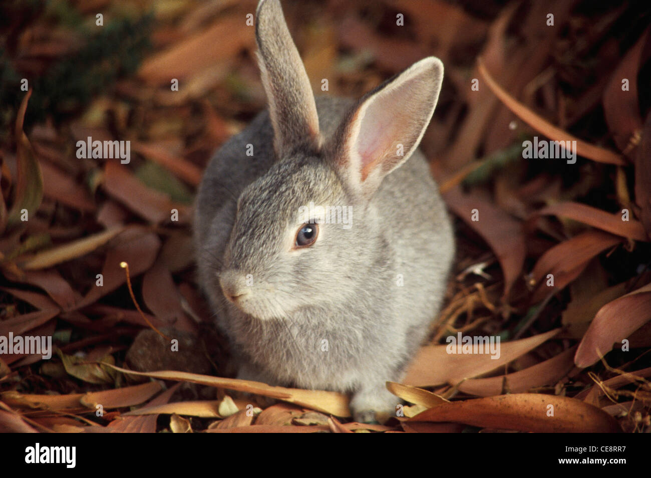 Rabbit , Indian Hare , black naped hare ; Lepus nigricollis , india ...