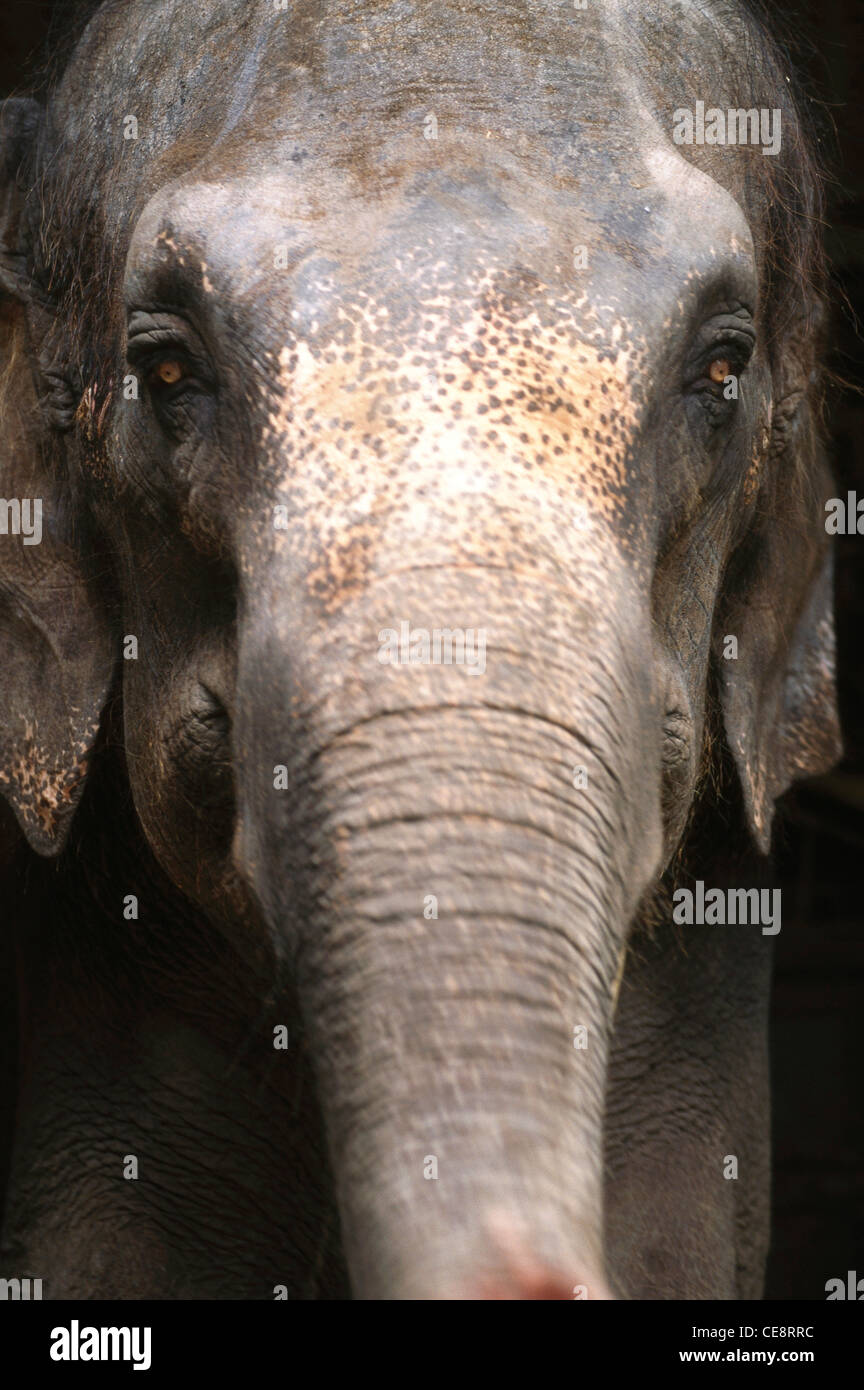 Elephant trunk muscles hi-res stock photography and images - Alamy