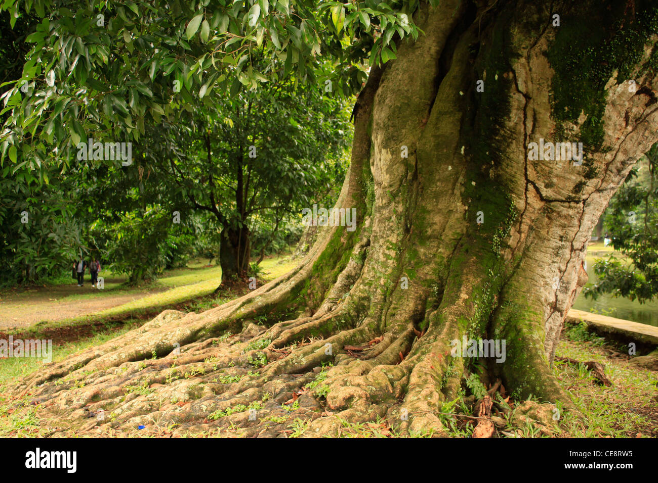 big tree with the big root Stock Photo - Alamy